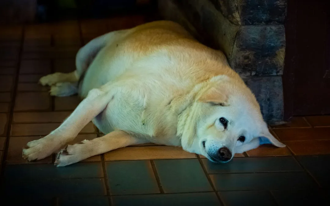 Funny Fat Dogs Pictures